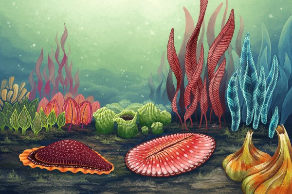 Biota Ediacárica: Los Primeros Animales del Planeta (635–541 Millones ...